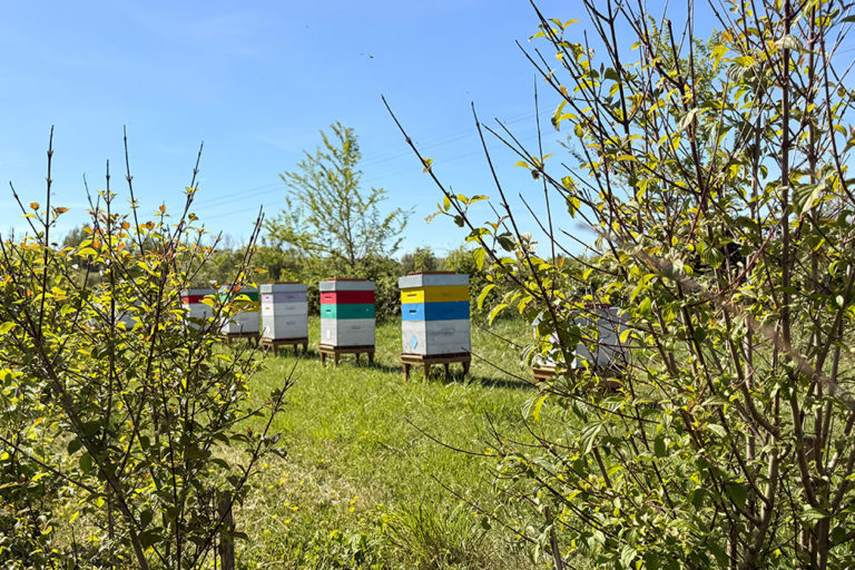 Le Jardin Melifera, refuge pour l’abeille noire d’Oléron